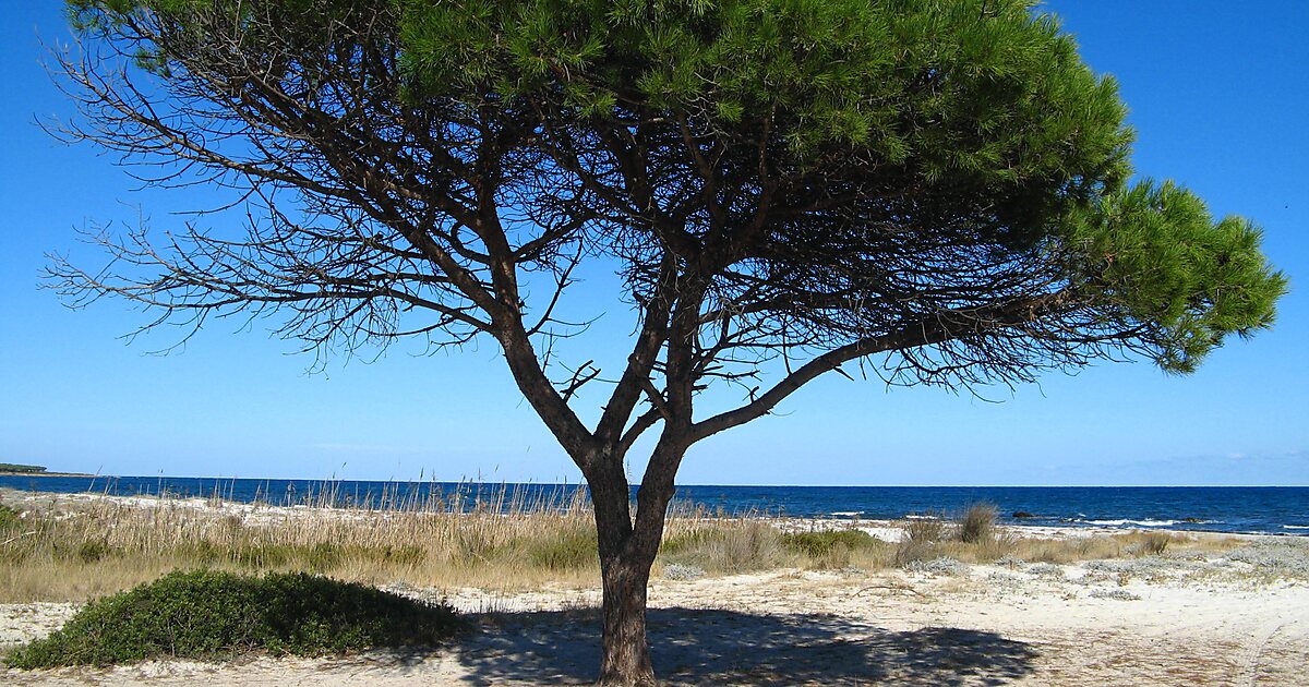 Parque nacional de Divjaka en Albania | Tripomatic