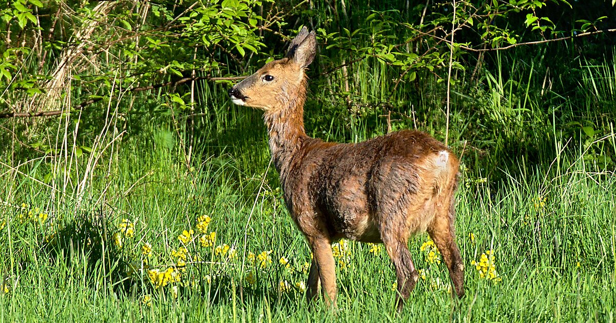 Ornö in Sweden | Tripomatic