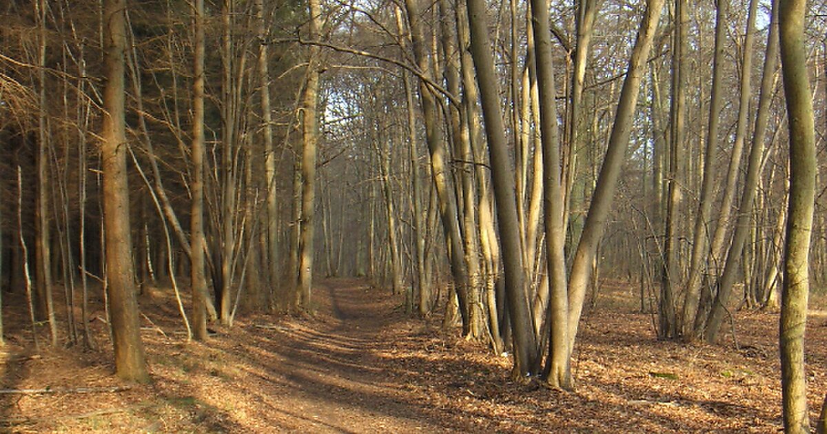 Chantilly Forest in France | Tripomatic