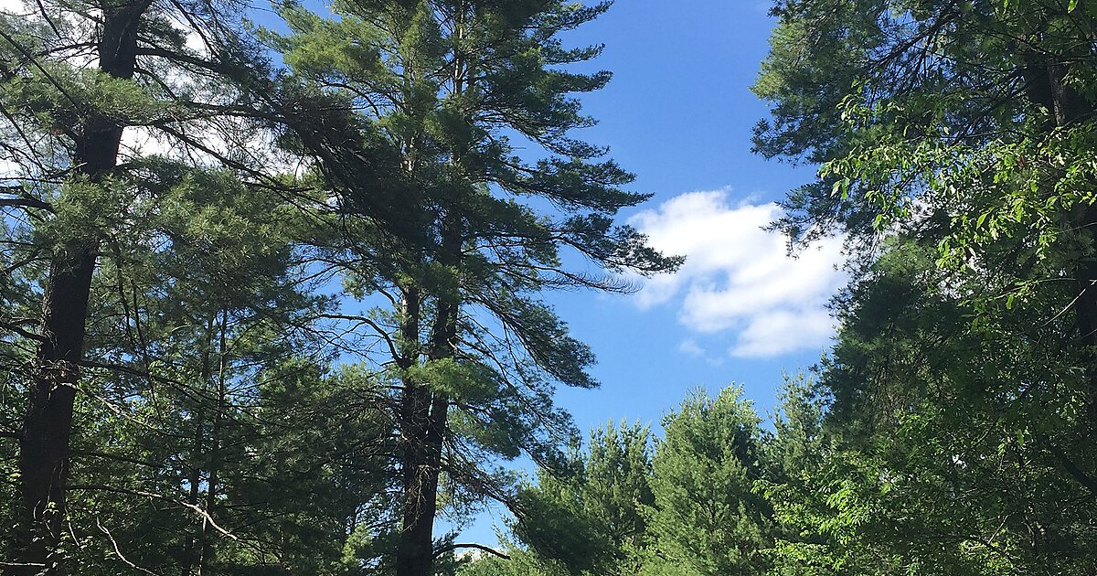 Hartwick Pines State Park in Michigan | Tripomatic