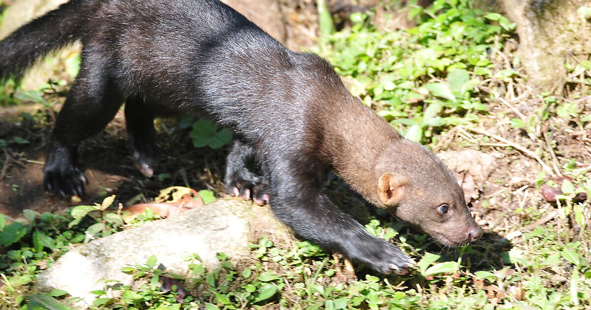 Nationalpark Manú in Amazon Rainforest | Tripomatic