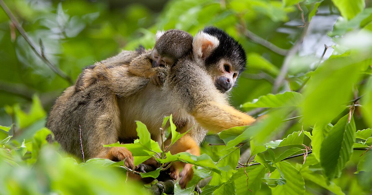 Apenheul in Appeldorn, Nederland | Tripomatic