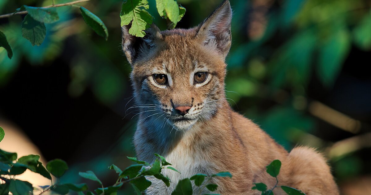 Eurasian lynx in Vleteren | Tripomatic