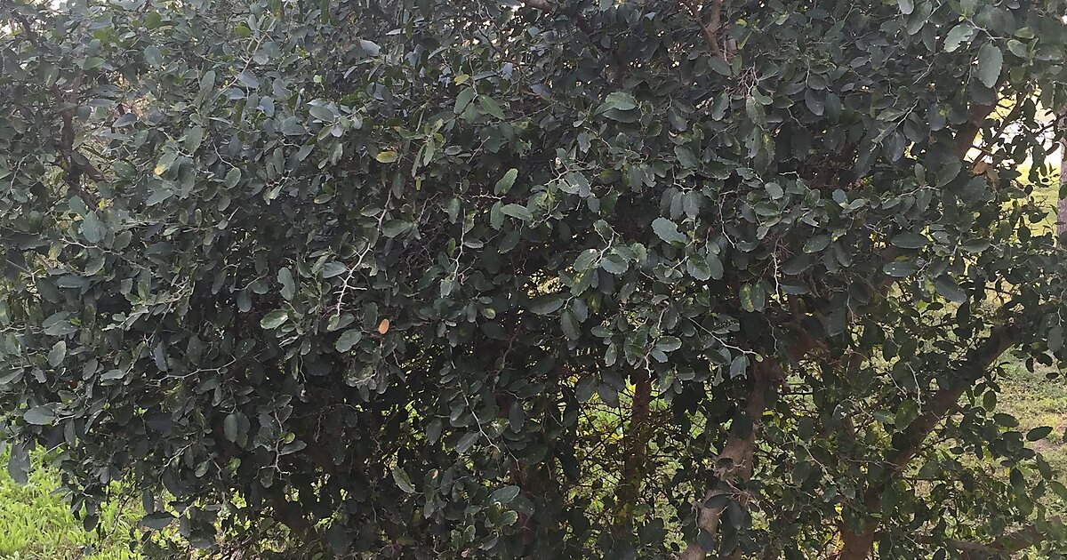 Granjeno in Hidalgo | Tripomatic