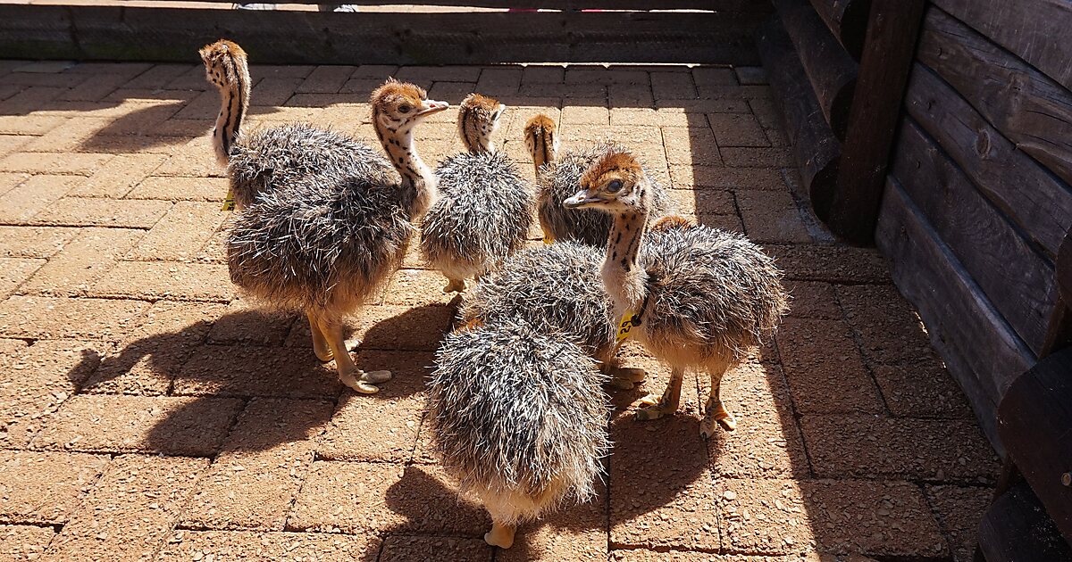Cape Point Ostrich Farm in Western Cape, South Africa | Tripomatic