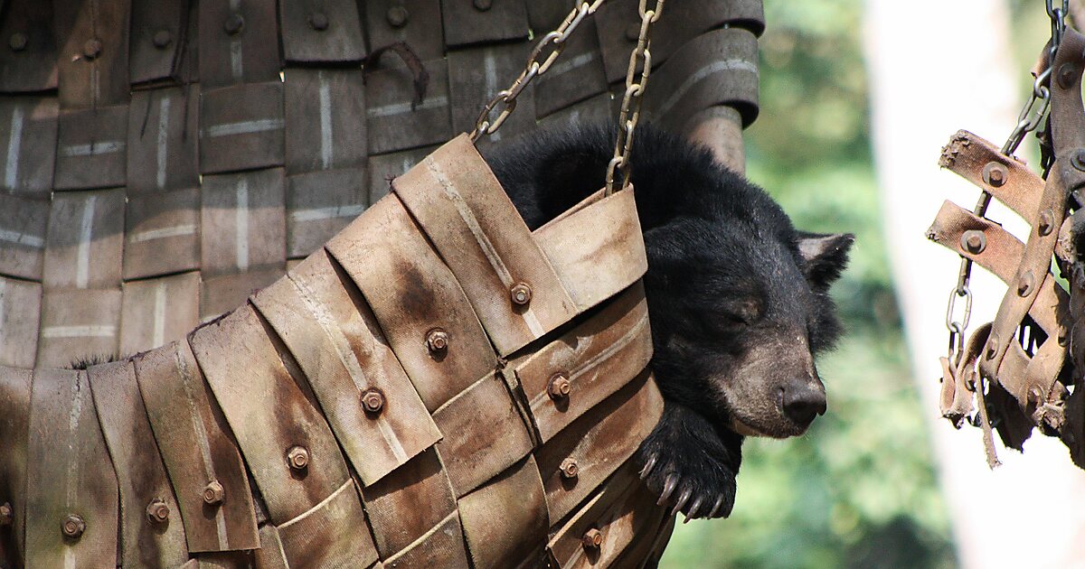 Kuang Si Bear Rescue Centre in Thapene, Laos | Tripomatic