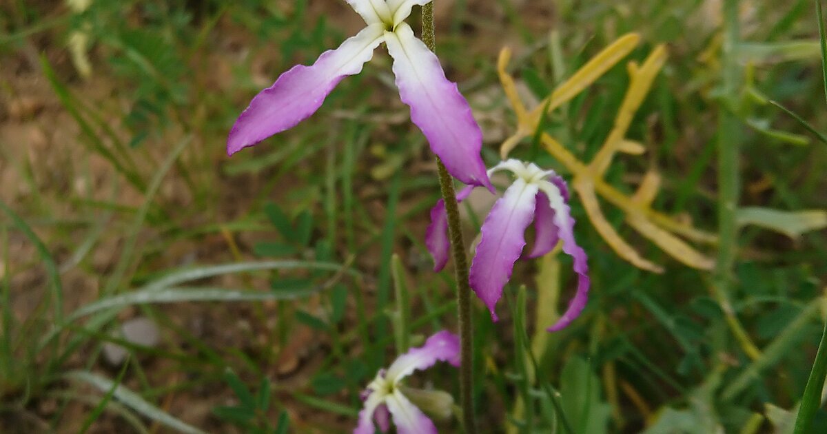 Behbahan in Central District, Iran | Tripomatic
