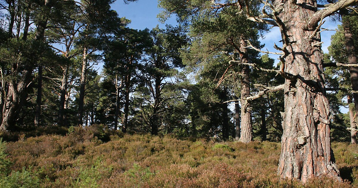 Abernethy National Nature Reserve in UK | Tripomatic