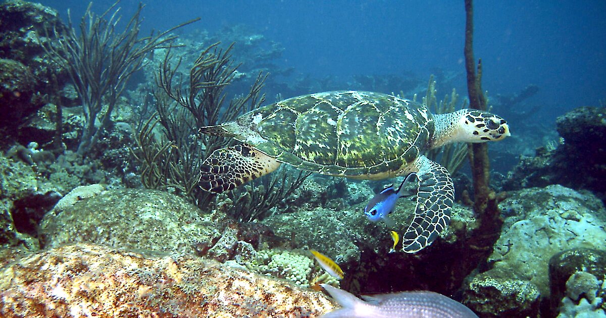 Islote Punta Brava en Tucacas, Venezuela | Tripomatic