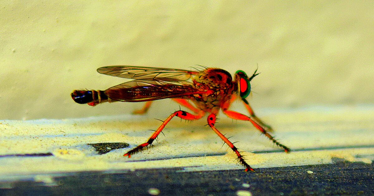 Omalloor in Kerala, India | Tripomatic