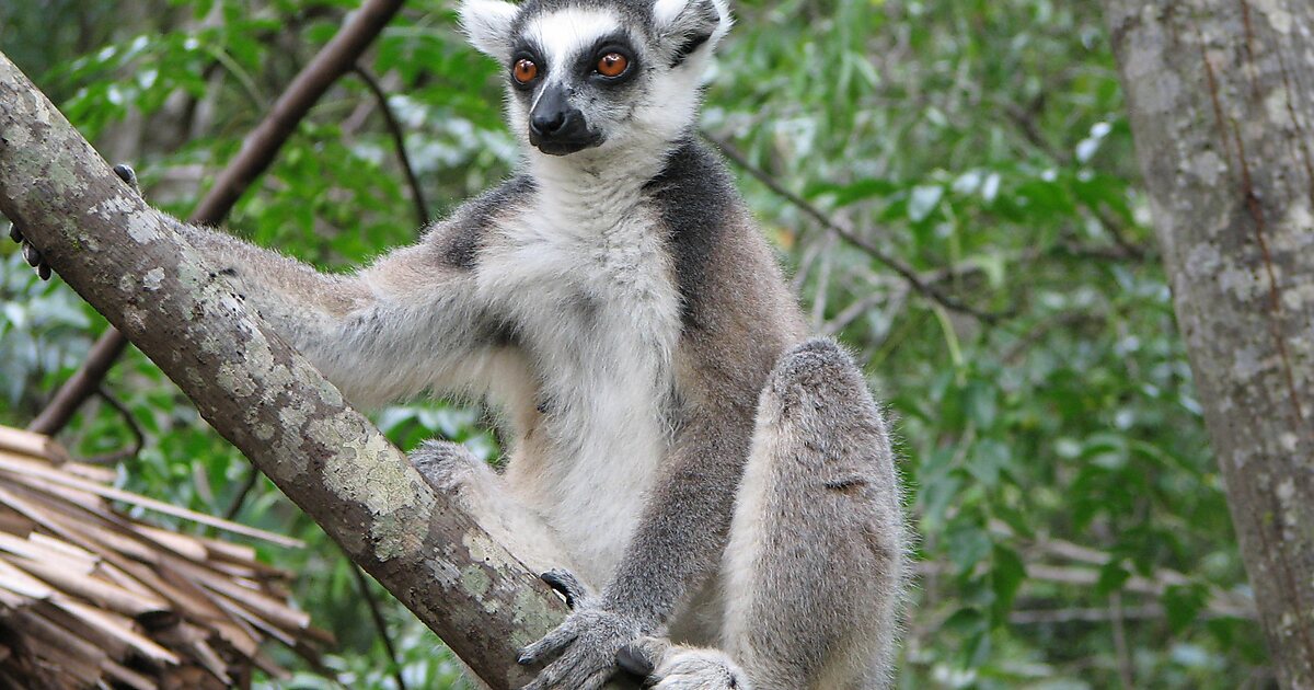 Isalo National Park in Madagasikara, Madagascar | Tripomatic