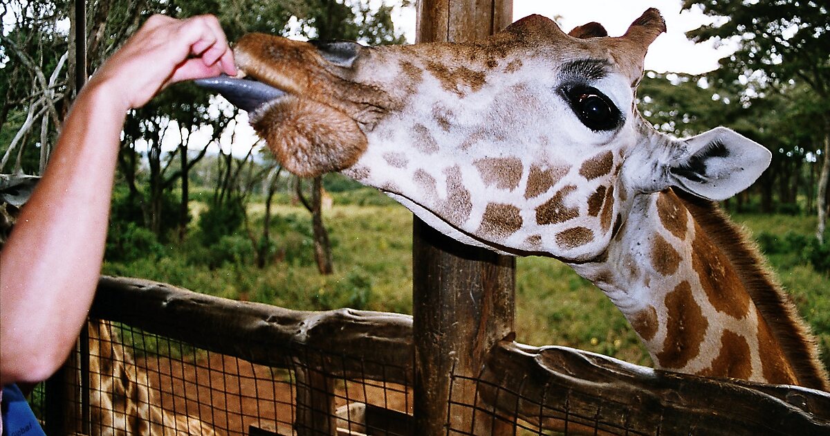 Giraffe Center in Nairobi, Kenya | Tripomatic