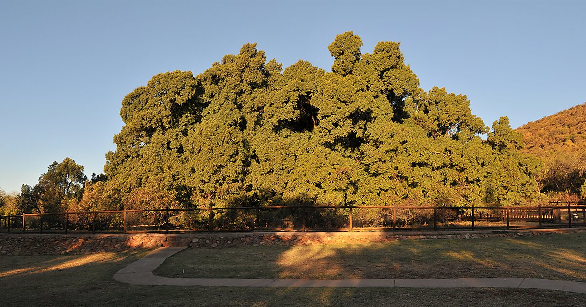 Wonderboom Nature Reserve in Gauteng, South Africa | Sygic Travel