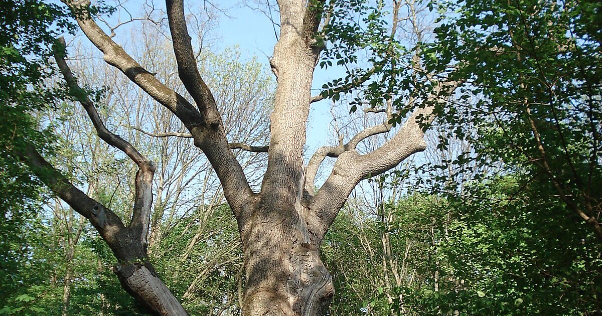 Maksym Zalizniak oak tree in Buda, Ukraine | Tripomatic