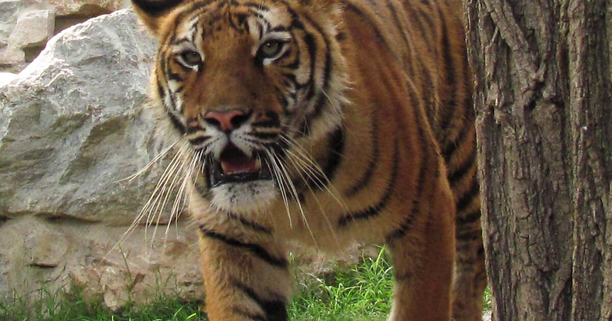 Belgrade Zoo in Old Town, Belgrade, Serbia | Tripomatic