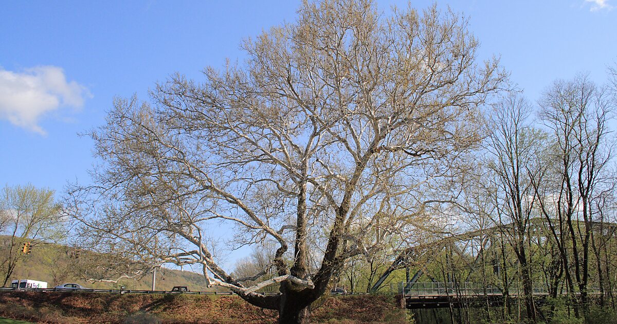 Pinchot Sycamore Tree in Simsbury, Connecticut | Tripomatic