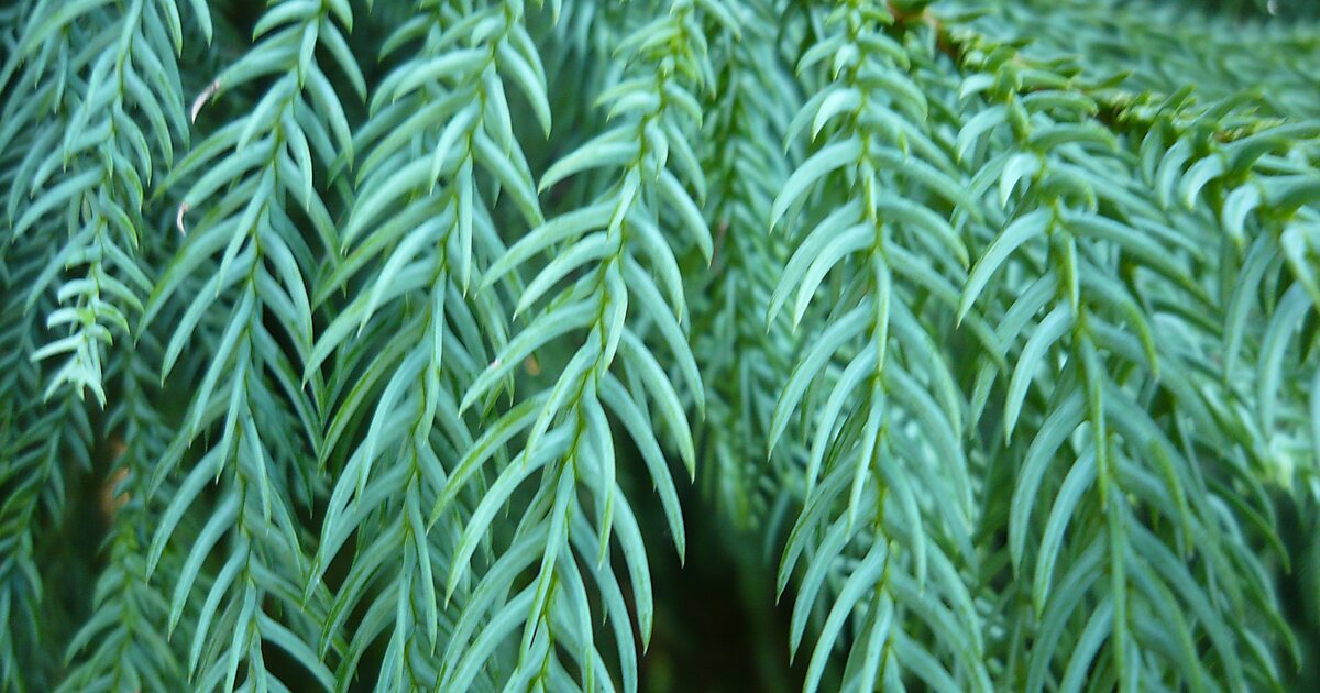 Taiwania in Verbania, Italy | Tripomatic