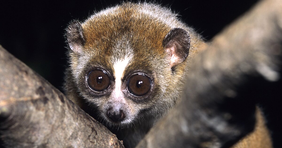 Duke Lemur Center in Durham, North Carolina | Tripomatic