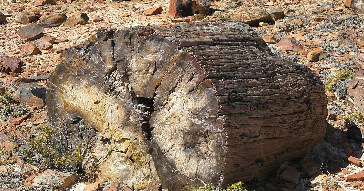 Jaramillo Petrified Forests National Park in Santa Cruz Province ...