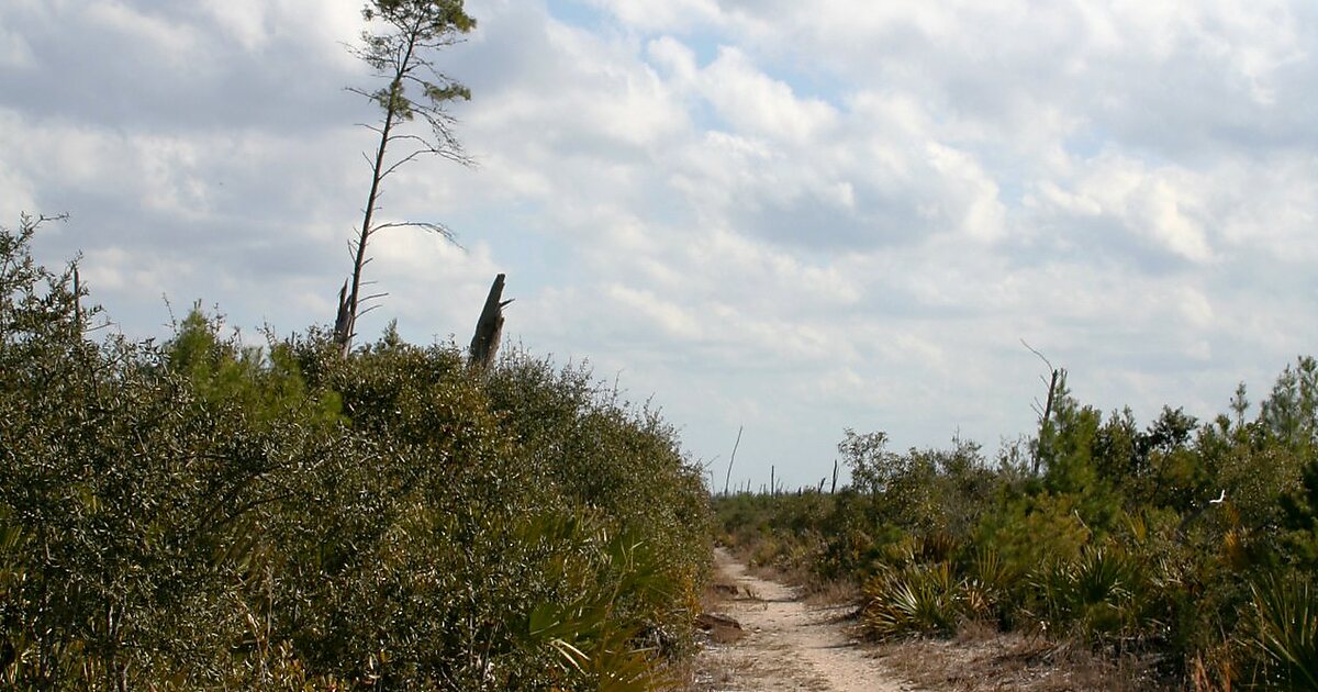 Juniper Prairie Wilderness in Marion County, Florida | Tripomatic
