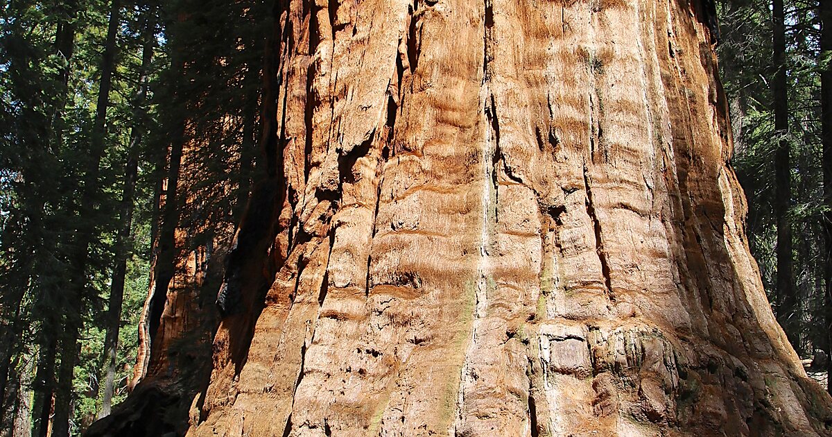 President Tree in Tulare County, California, United States | Tripomatic