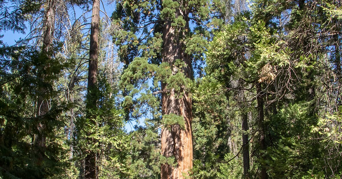 Nelder Grove in United States | Tripomatic