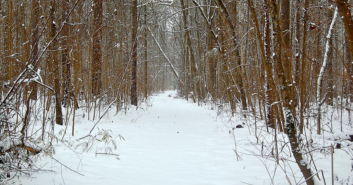 Harbison State Forest in Columbia, South Carolina | Tripomatic