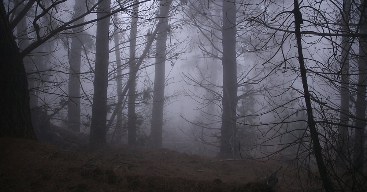 Polipoli Spring State Recreation Area in Hawaii | Sygic Travel