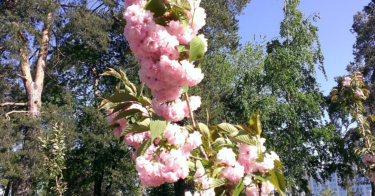 Cherry blossom in Lychakivskyi District, Lviv, Ukraine | Tripomatic