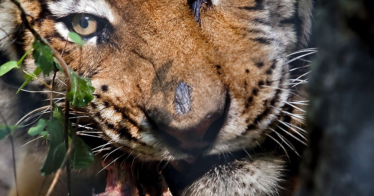 Carolina Tiger Rescue in North Carolina, United States | Tripomatic