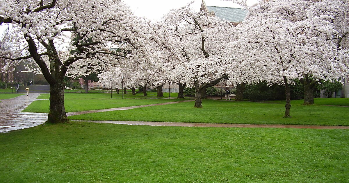 The Quad in Seattle | Tripomatic