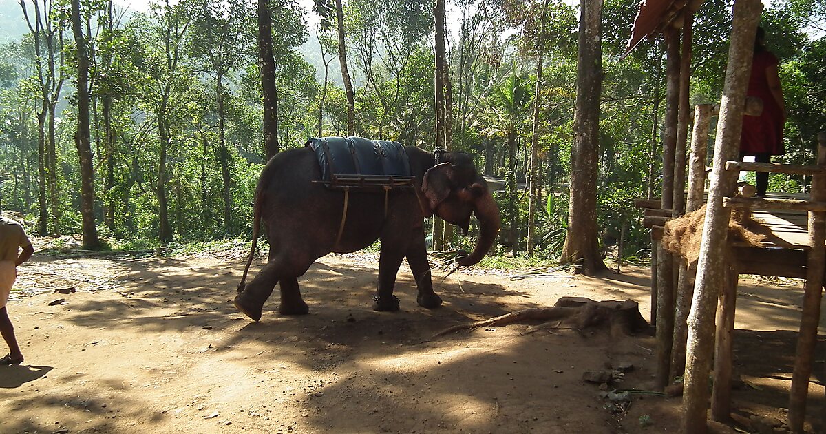 Elephant Safari Park in Bali, Indonesia | Tripomatic