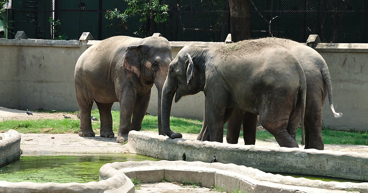 Alipore Zoo in Howrah district, India | Tripomatic