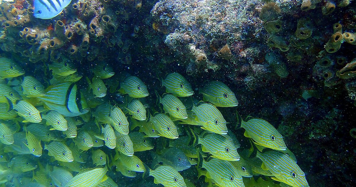 Pickles Reef in United States | Tripomatic