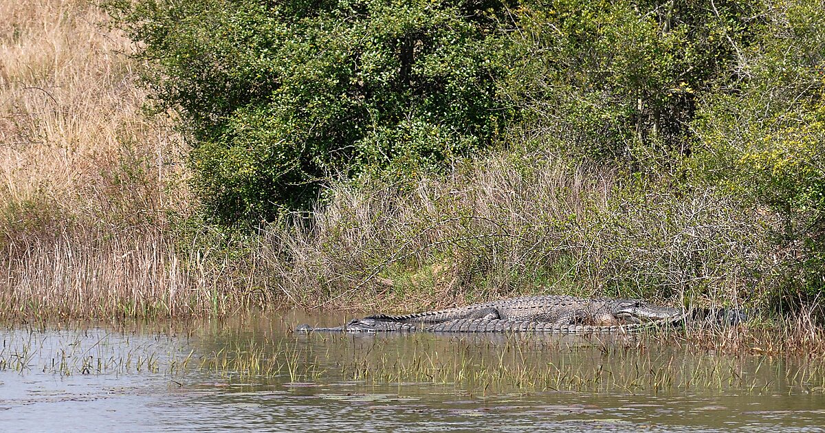 Attwater Prairie Chicken National Wildlife Refuge in Colorado, United ...