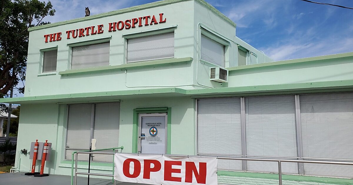 The Turtle Hospital in Marathon, Florida | Tripomatic