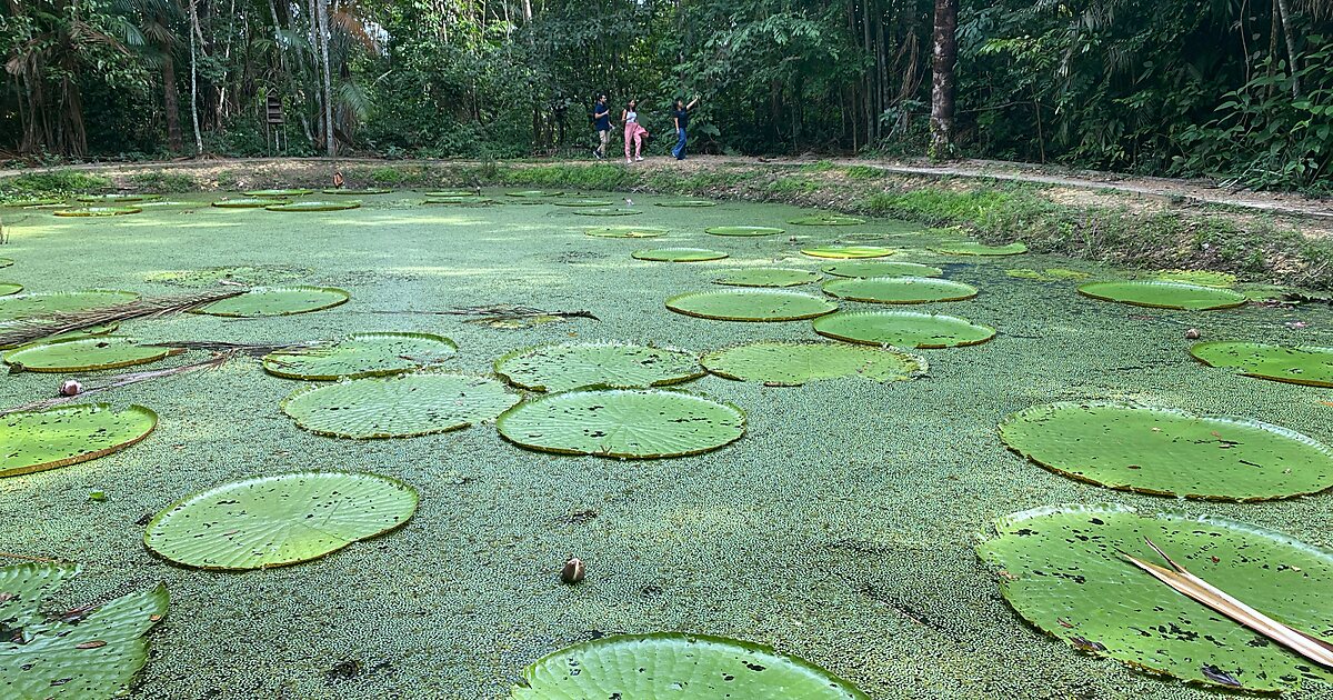 Adolpho Ducke Botanical Garden in Reserva Florestal Adolpho Ducke