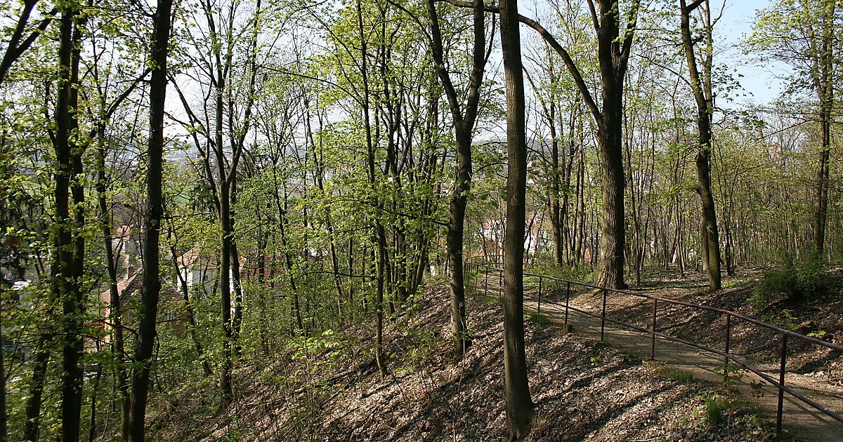 Wilson Forest in Brno, Czechia | Tripomatic