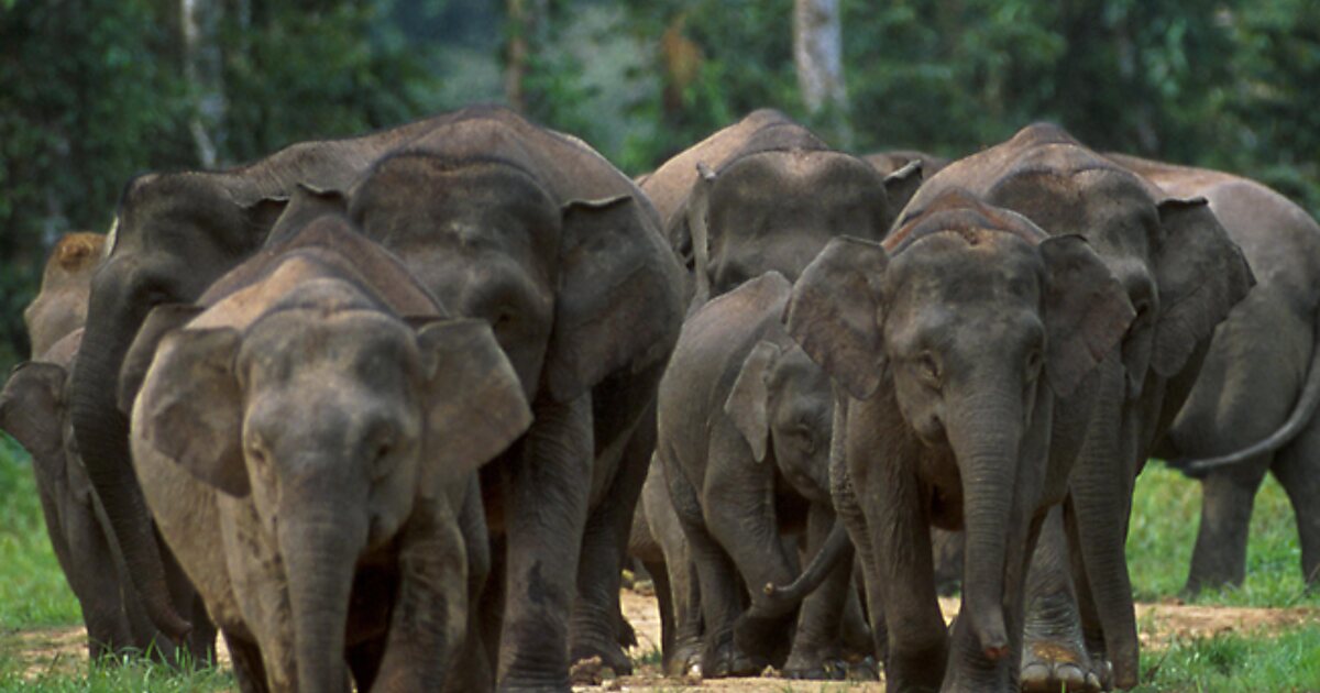 Elephants World in Kanchanaburi province, Thailand | Tripomatic