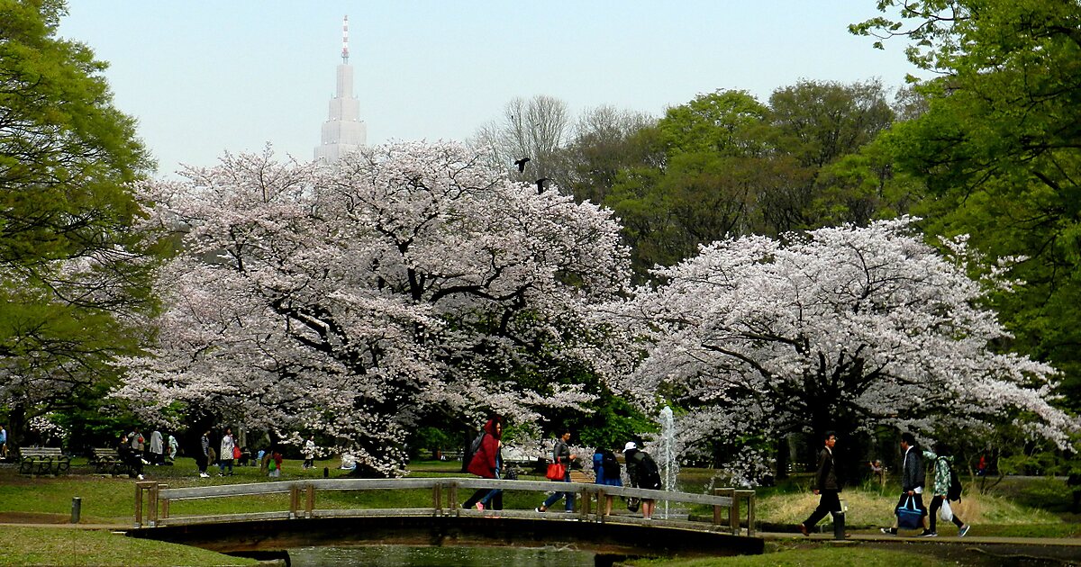 Yoyogi Park in Tokyo, Japan | Sygic Travel