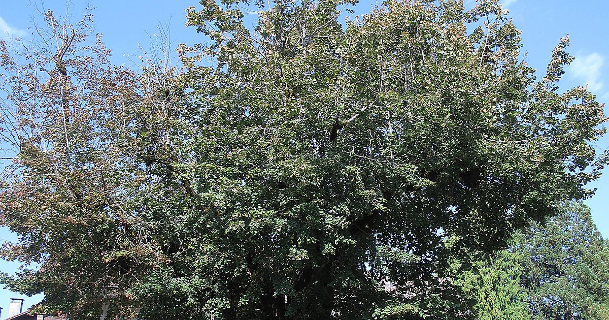 Large Lime Tree in Samoëns, France | Tripomatic