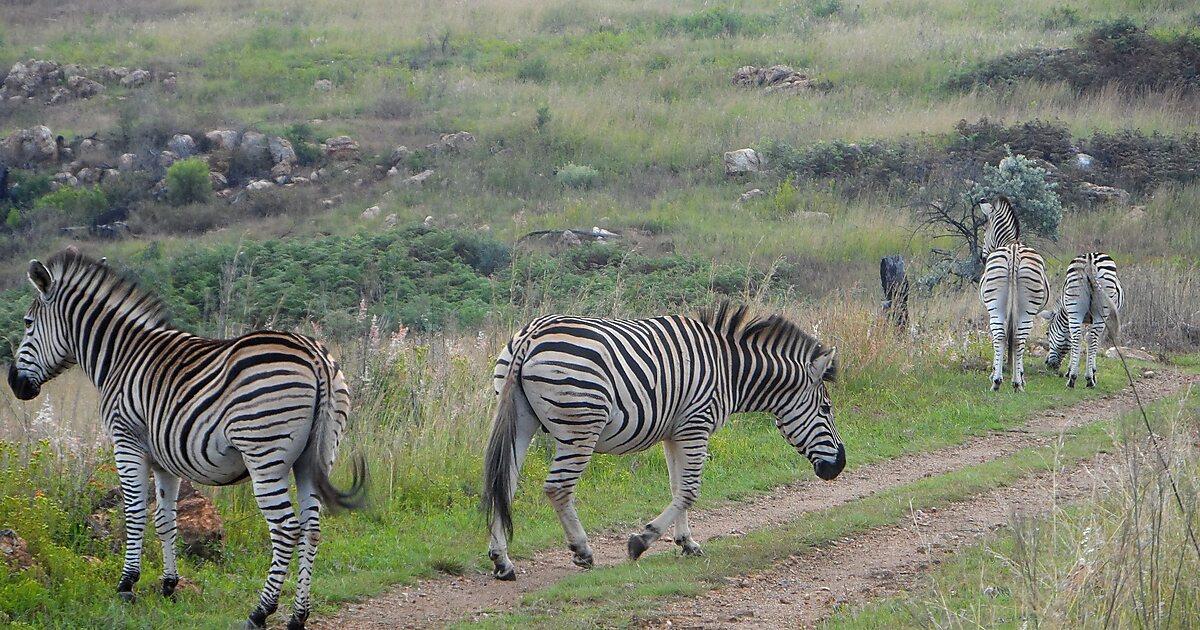 Groenkloof Nature Reserve in South Africa | Tripomatic