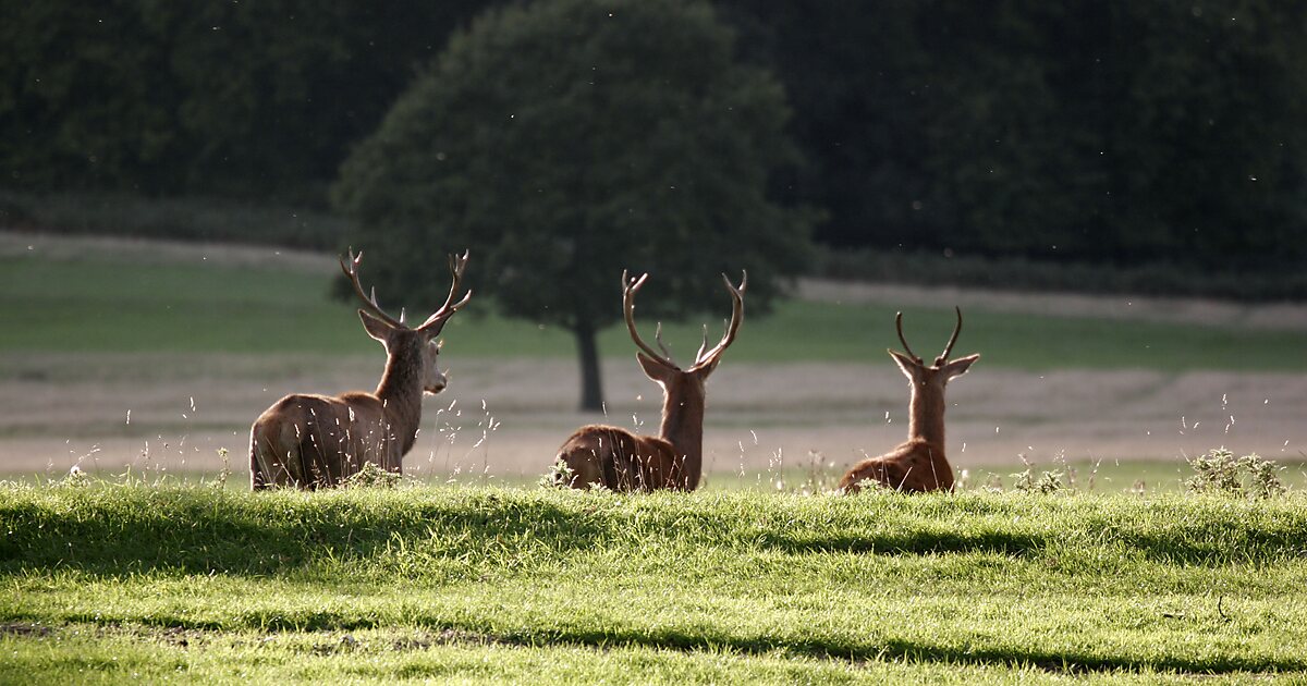 Parque Richmond em Londres, Reino Unido | Tripomatic