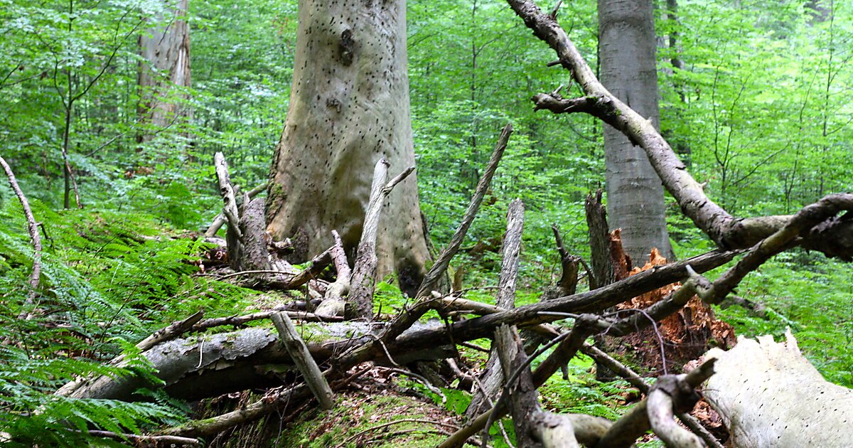 Boubín Nature Preserve in Horní Vltavice, Czechia | Tripomatic