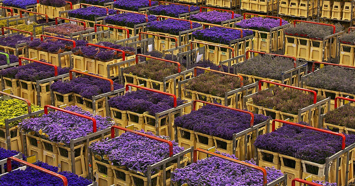 FloraHolland in Aalsmeer, Niederlande | Tripomatic