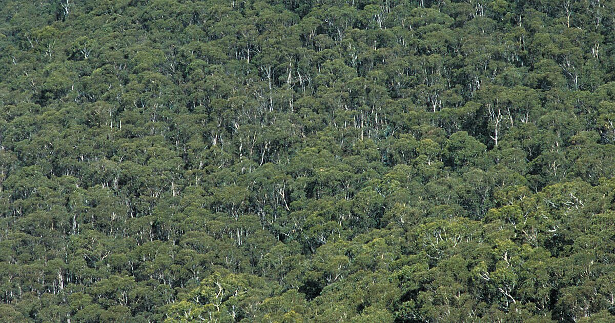 Corin Dam in Cotter River, Australia | Tripomatic