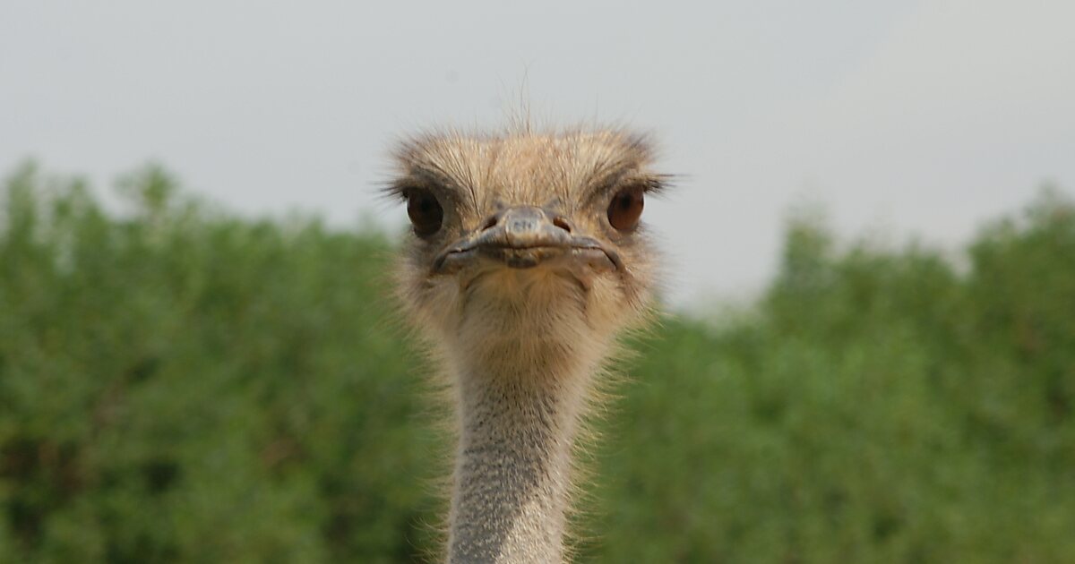 Friguia Safari Park in Sousse Governorate