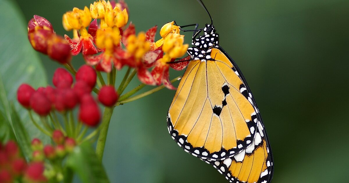Insectarium in Montreal, Canada | Tripomatic