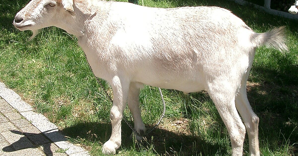 Goat in Wakaba-ku, Chiba, Japan | Tripomatic