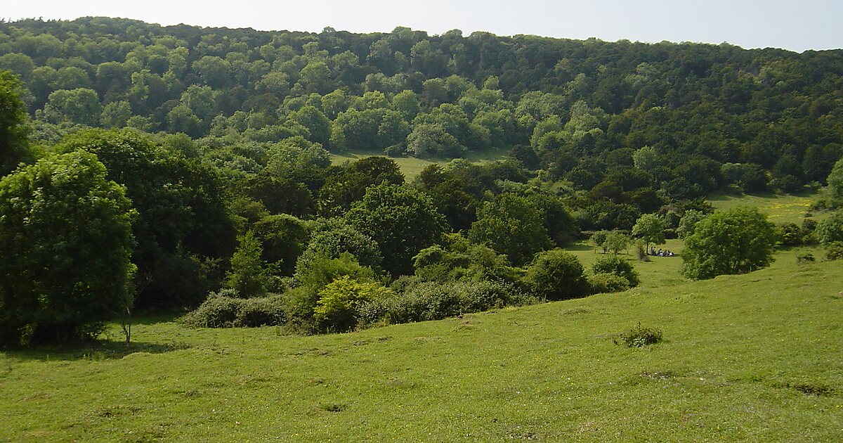 Kingley Vale National Nature Reserve in UK | Tripomatic